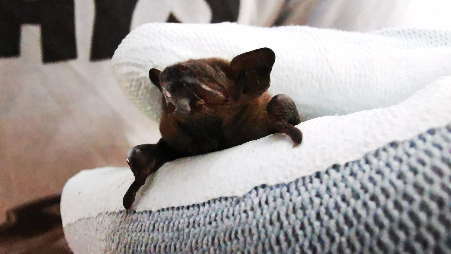 West Yorkshire Bat Group